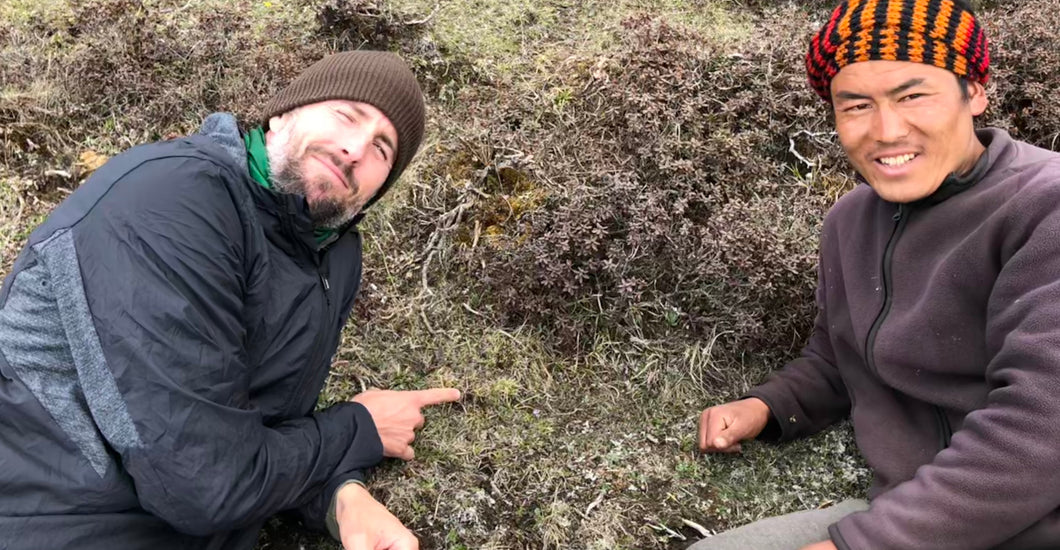 Supporting Bhutanese communities and sustainable Cordyceps sinensis ha ...