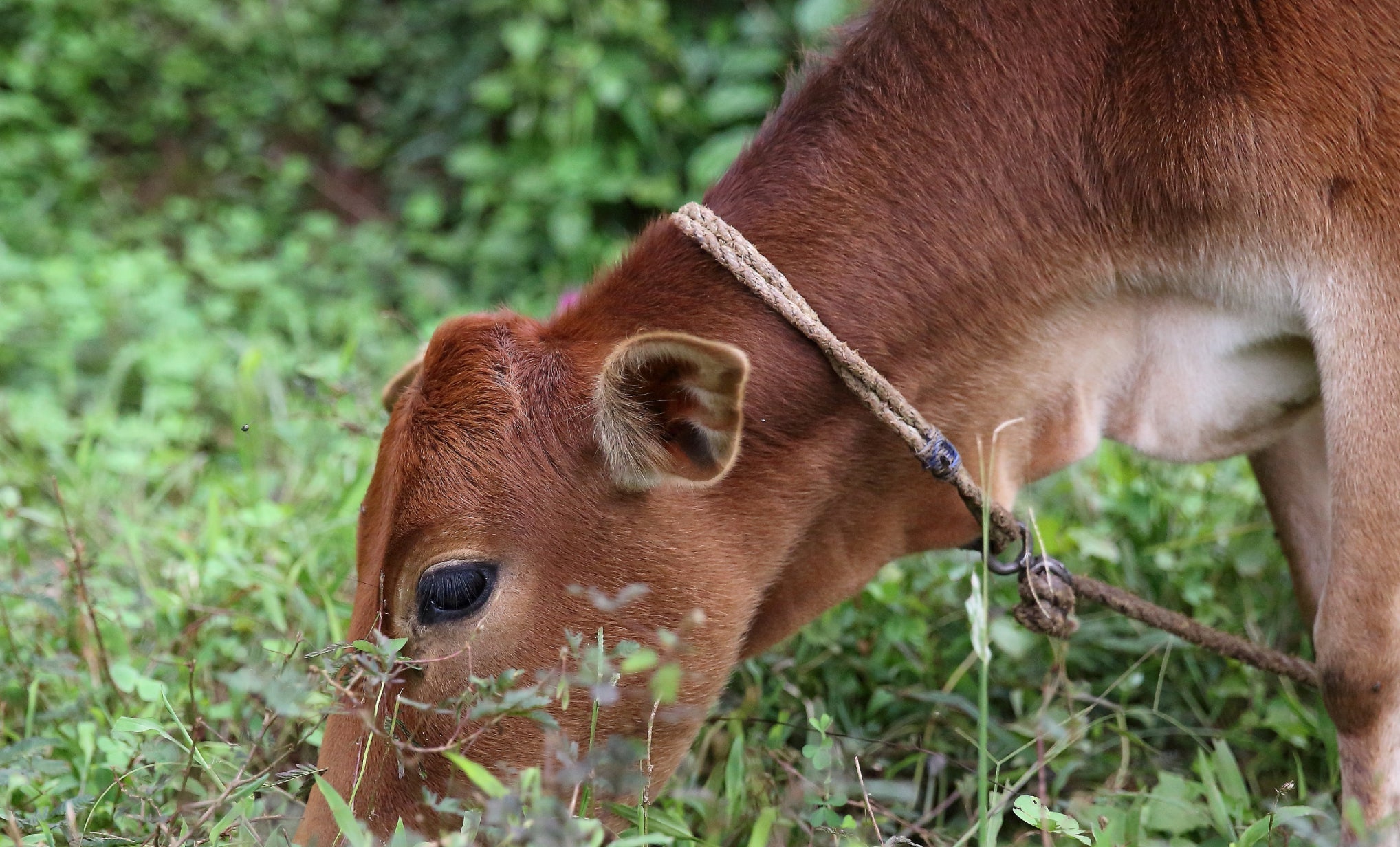 The Secret of Vechur Cows: Why This Dwarf Cow Produces the Best Grass-