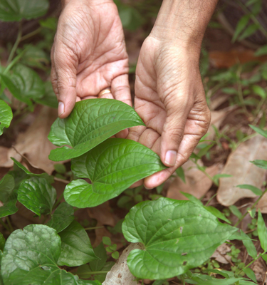 HANAH - 100% natural herbs, adaptogens and superfood supplements.